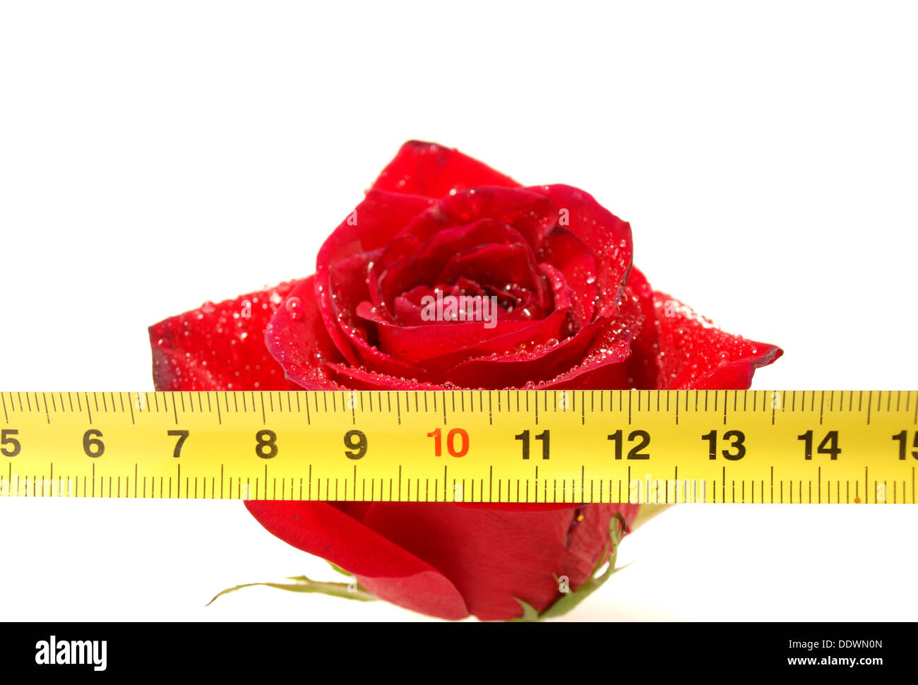 Rose and ruler on a white background Stock Photo - Alamy