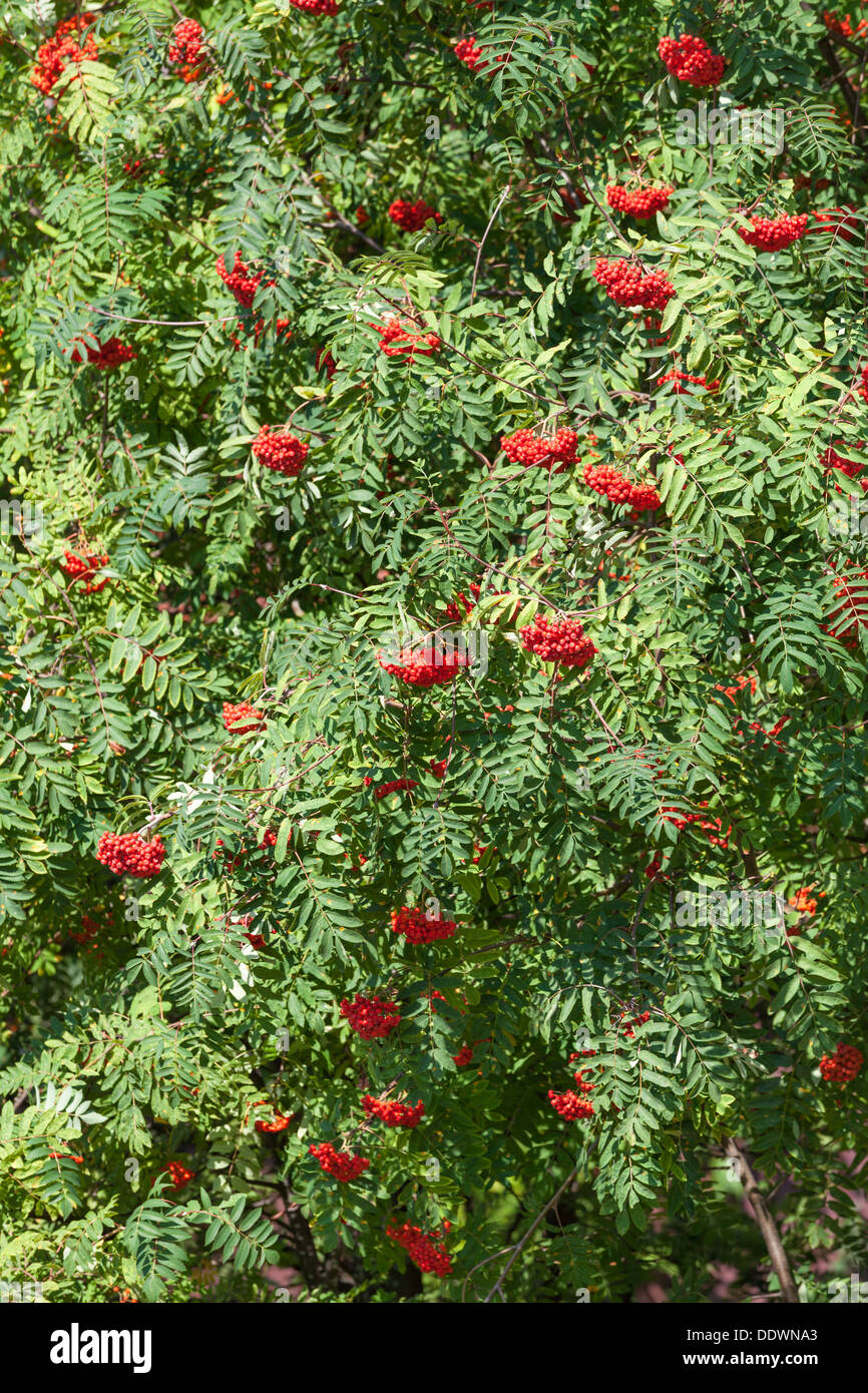 Rowan sorbus aucuparia rosaceae hi-res stock photography and images - Alamy