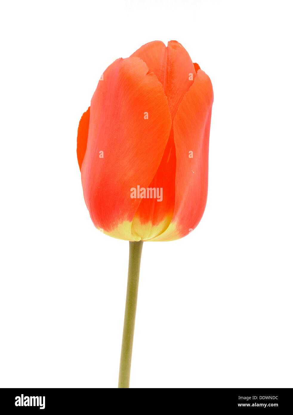 Vertical shot tulip bud hi-res stock photography and images - Alamy