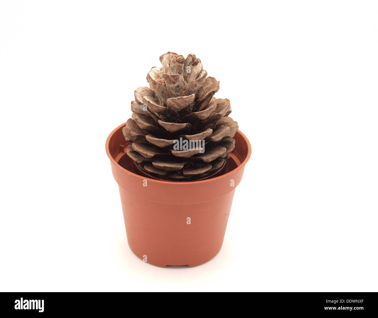 Cone in a flowerpot on a white background Stock Photo - Alamy