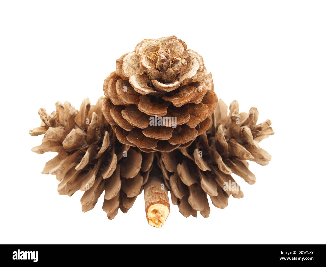 Cones on a white background Stock Photo - Alamy