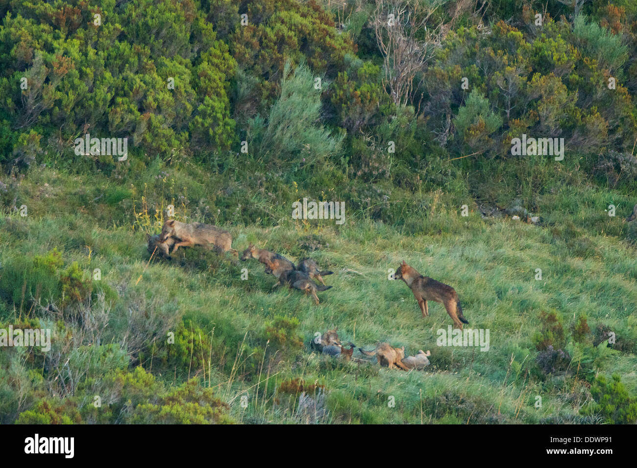 A 12-strong Iberian Wolf (Canis lupus signatus) pack playing in a ...