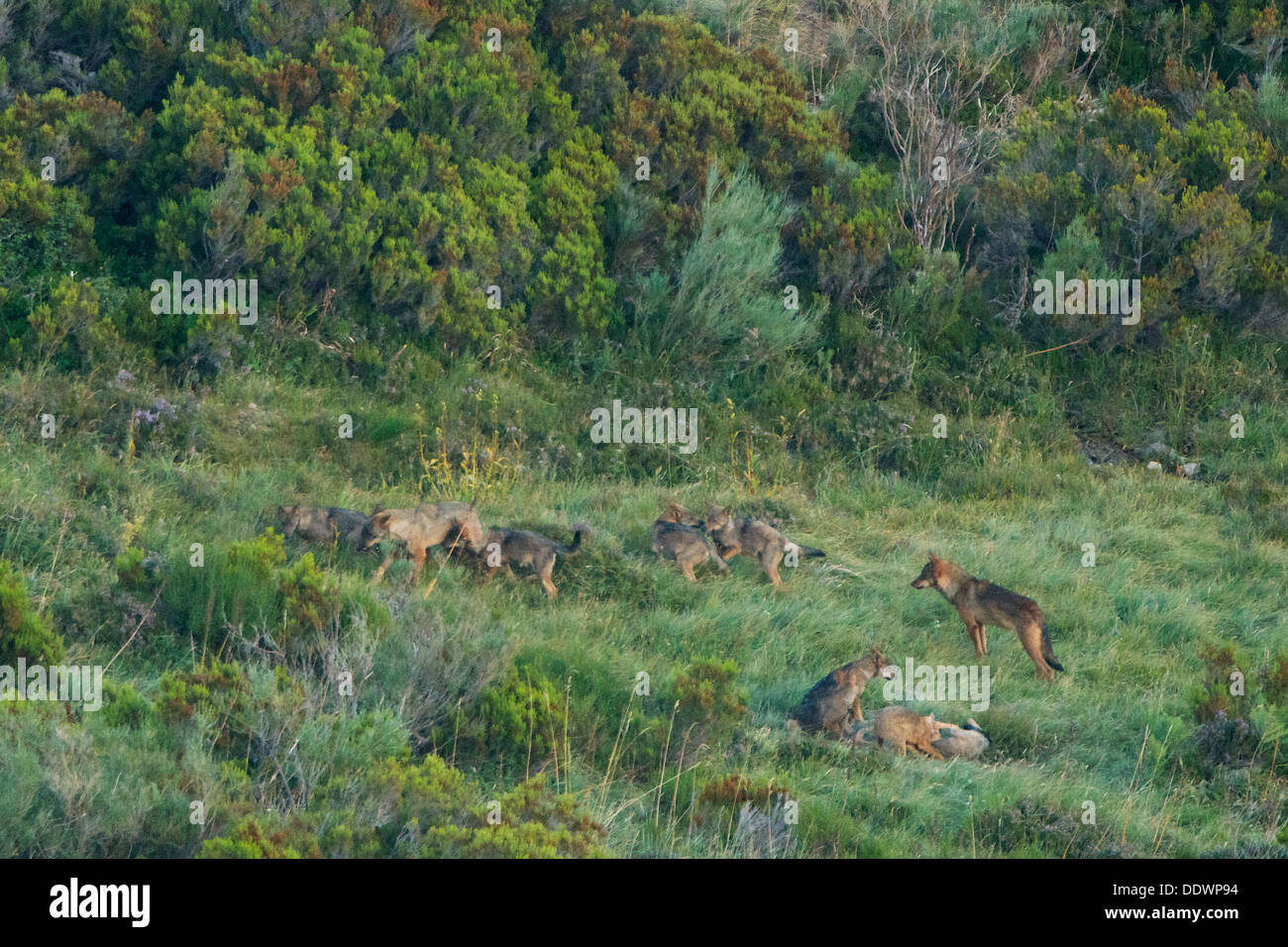 A 12-strong Iberian Wolf (Canis lupus signatus) pack playing in a ...