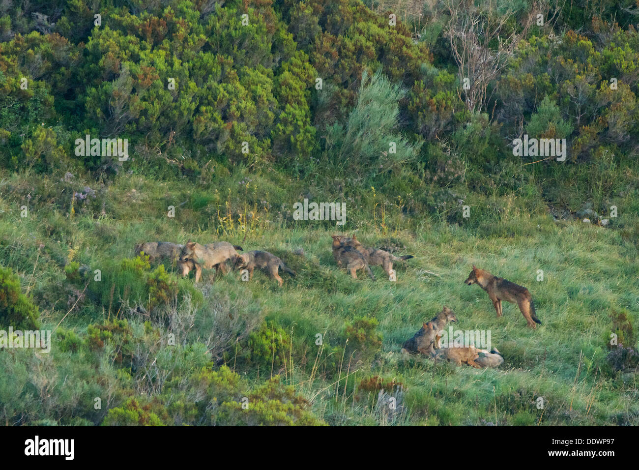 A 12-strong Iberian Wolf (Canis lupus signatus) pack playing in a ...