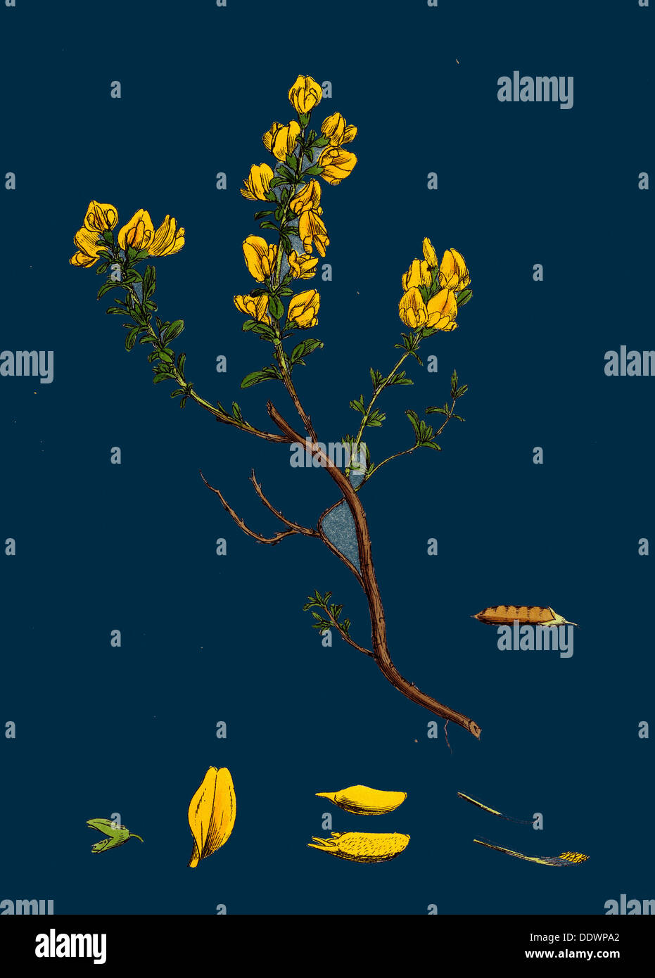 Genista pilosa; Hairy Green-Weed Stock Photo - Alamy