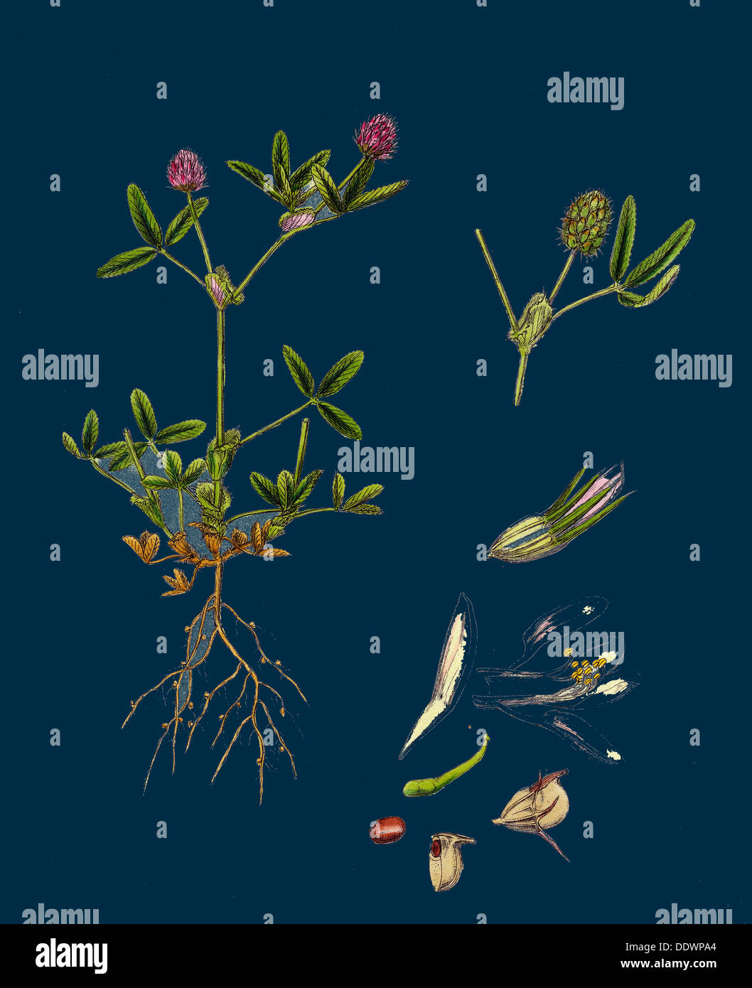 Trifolium strictum; Upright Round-headed Trefoil Stock Photo - Alamy