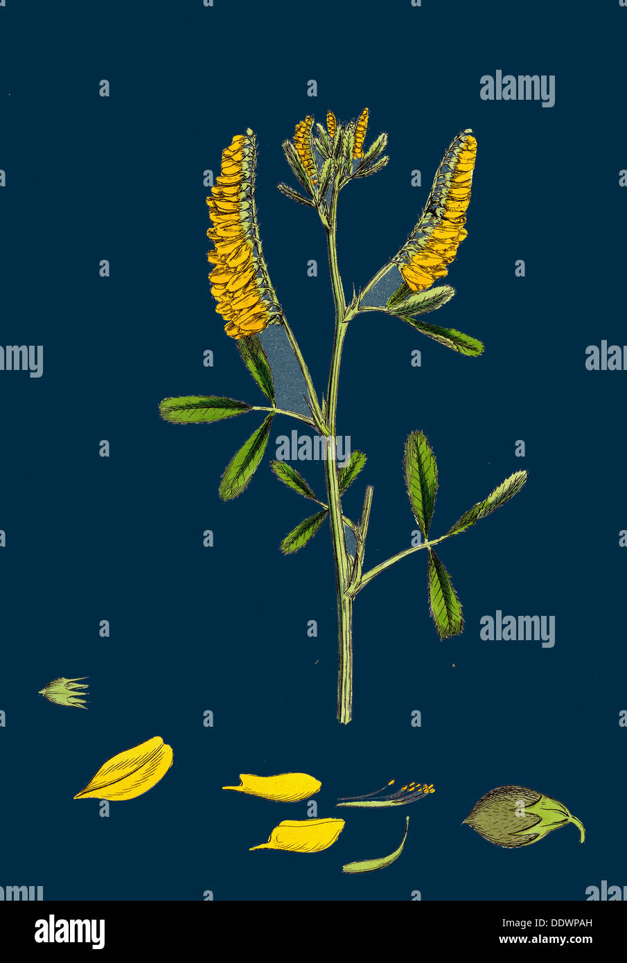 Melilotus officinalis; Common Melilot Stock Photo - Alamy