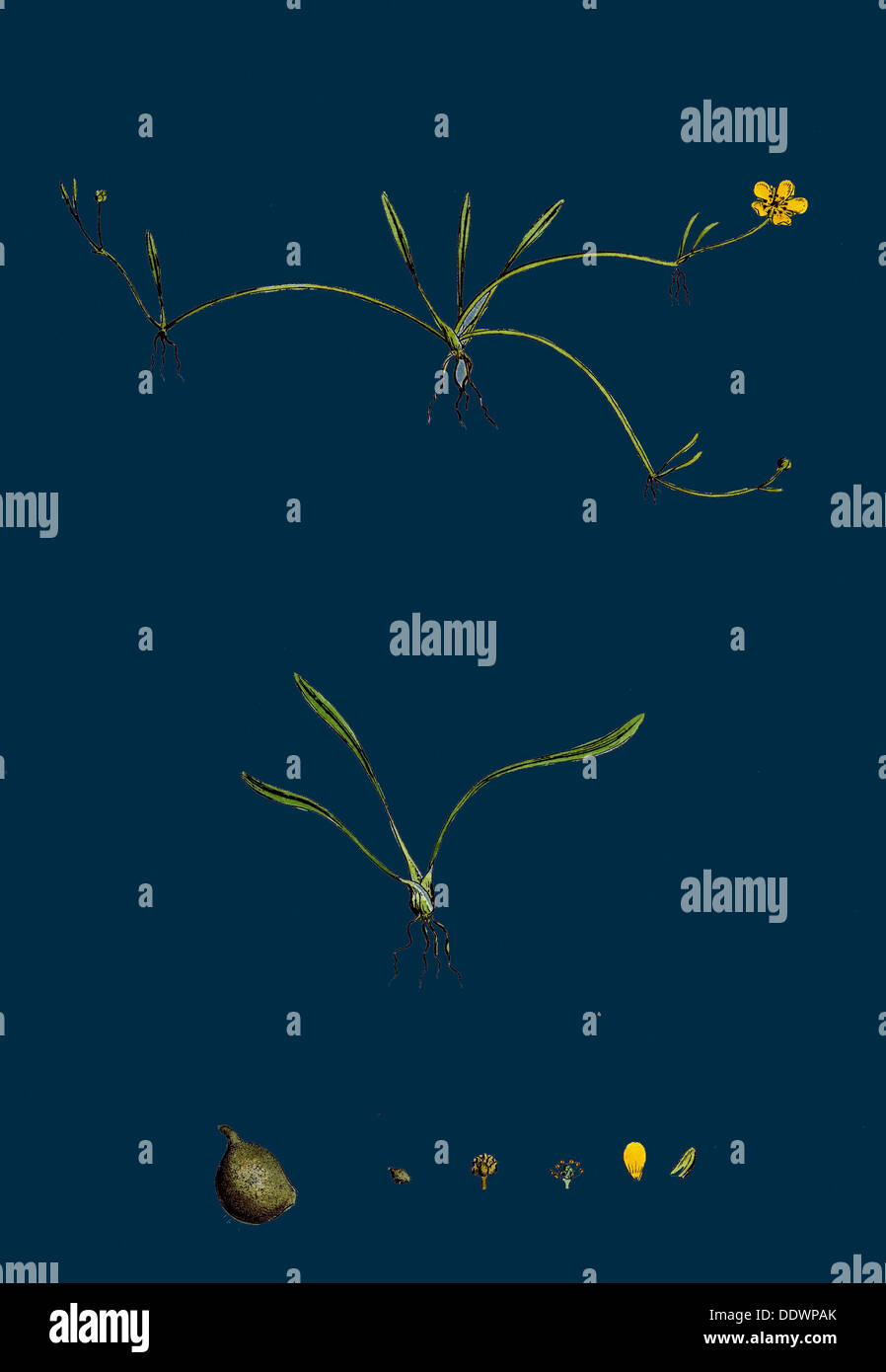 Ranunculus reptans; Creeping Spearwort Stock Photo - Alamy