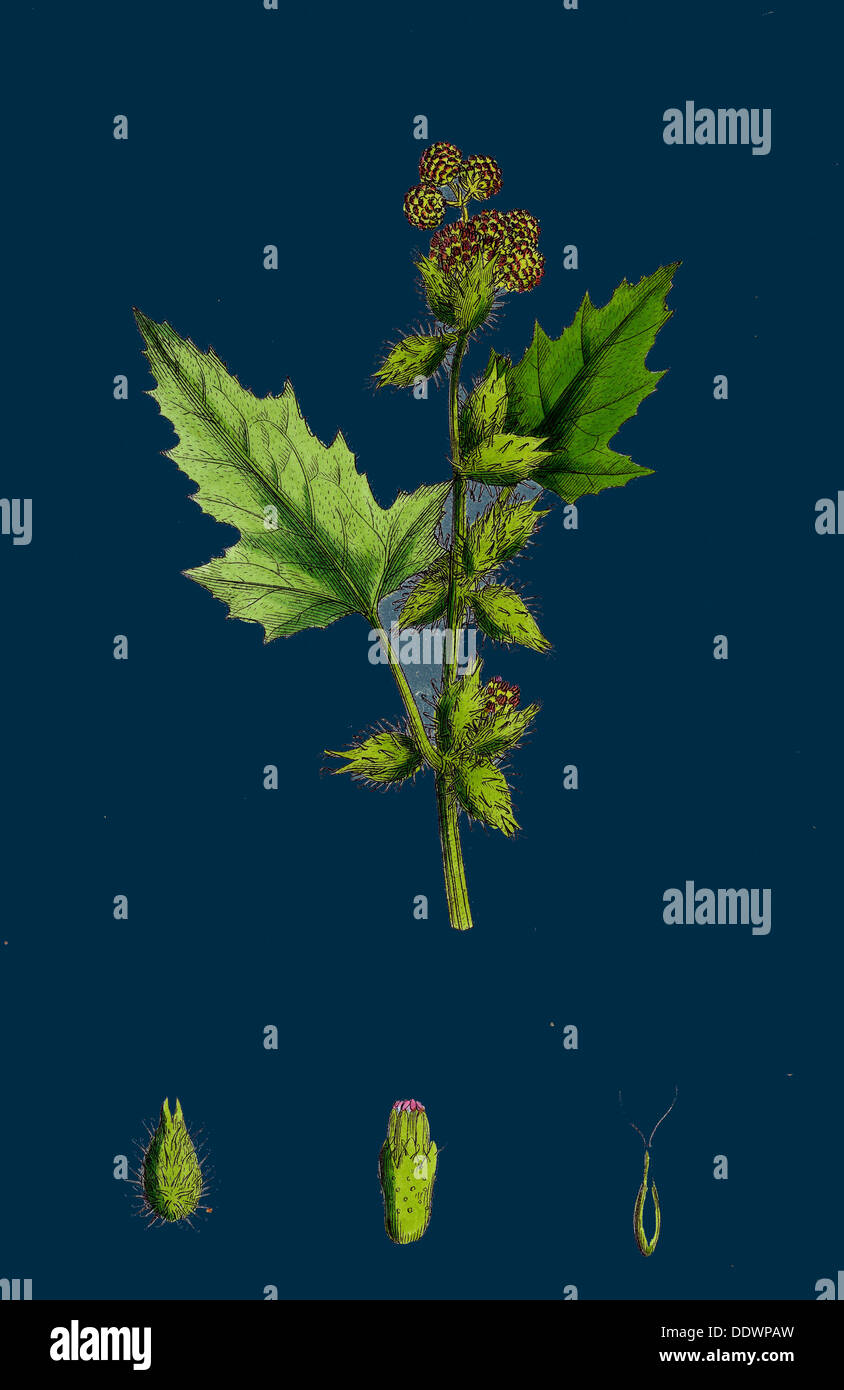 Strumarium hi-res stock photography and images - Alamy