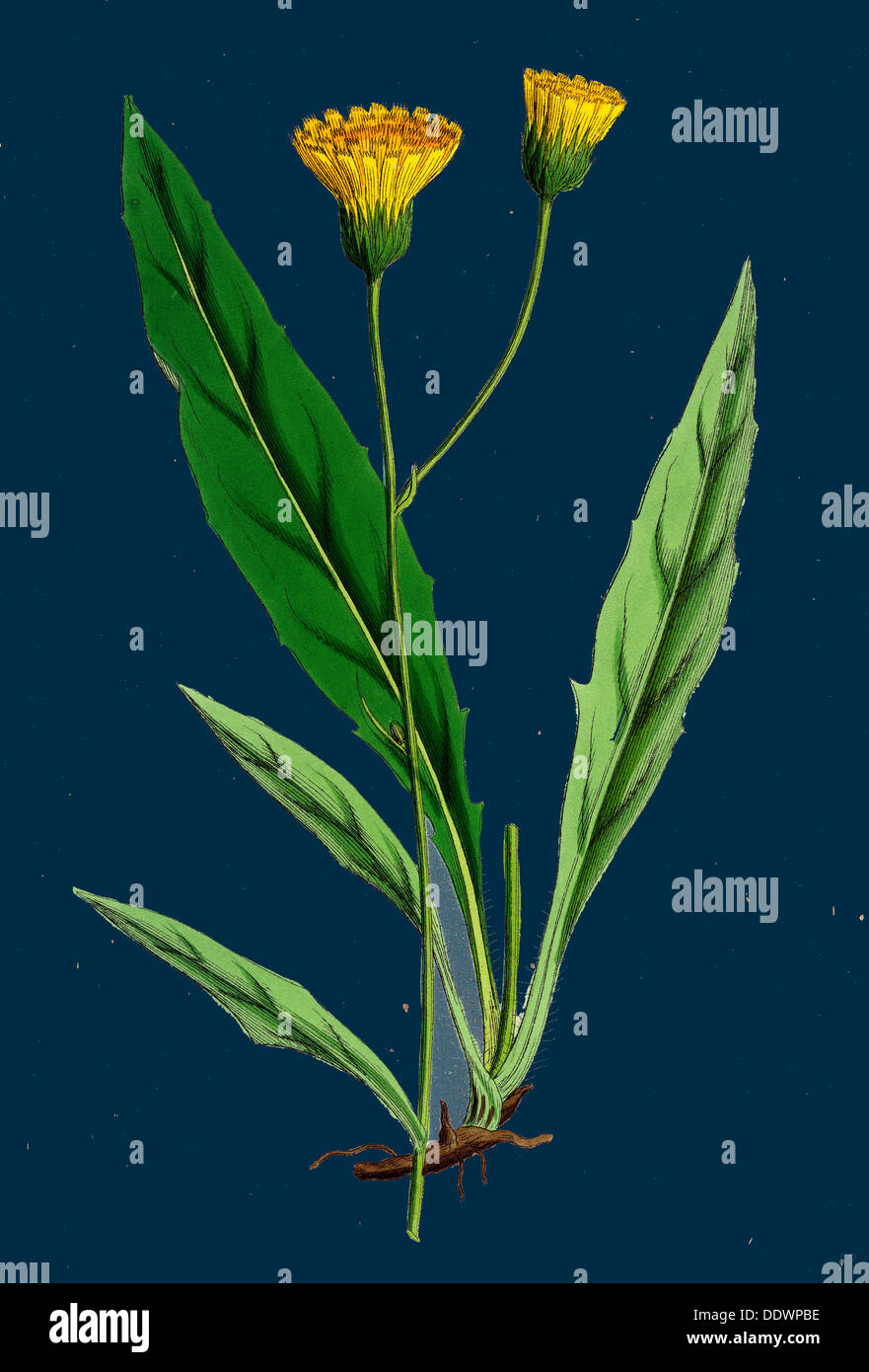 Botanical illustration hawkweed hi-res stock photography and images - Alamy