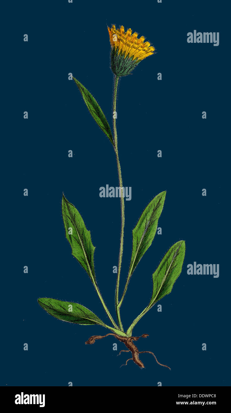 Slender hawkweed hi-res stock photography and images - Alamy