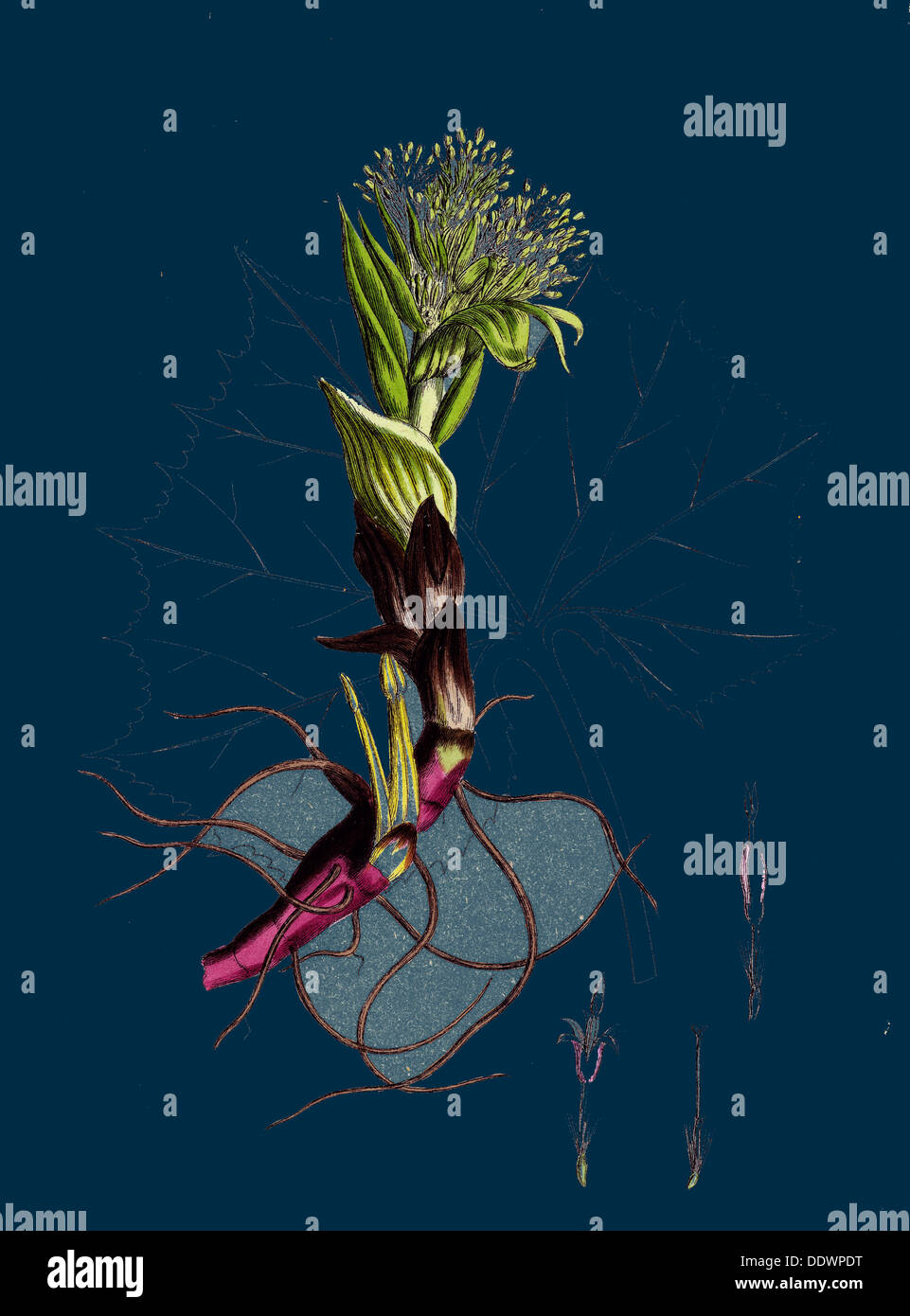 Petasites albus; White Coltsfoot Stock Photo - Alamy