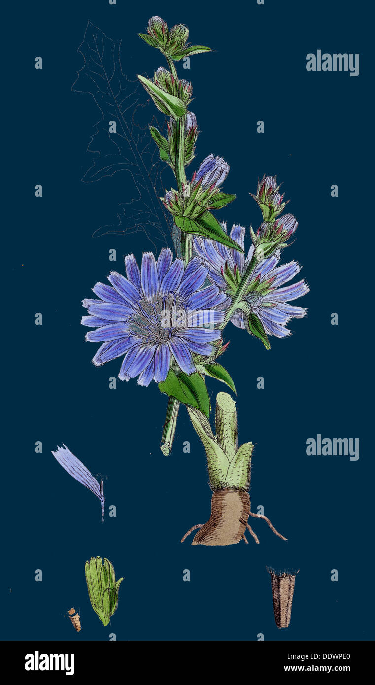 Cichorium intybus illustration hi-res stock photography and images - Alamy