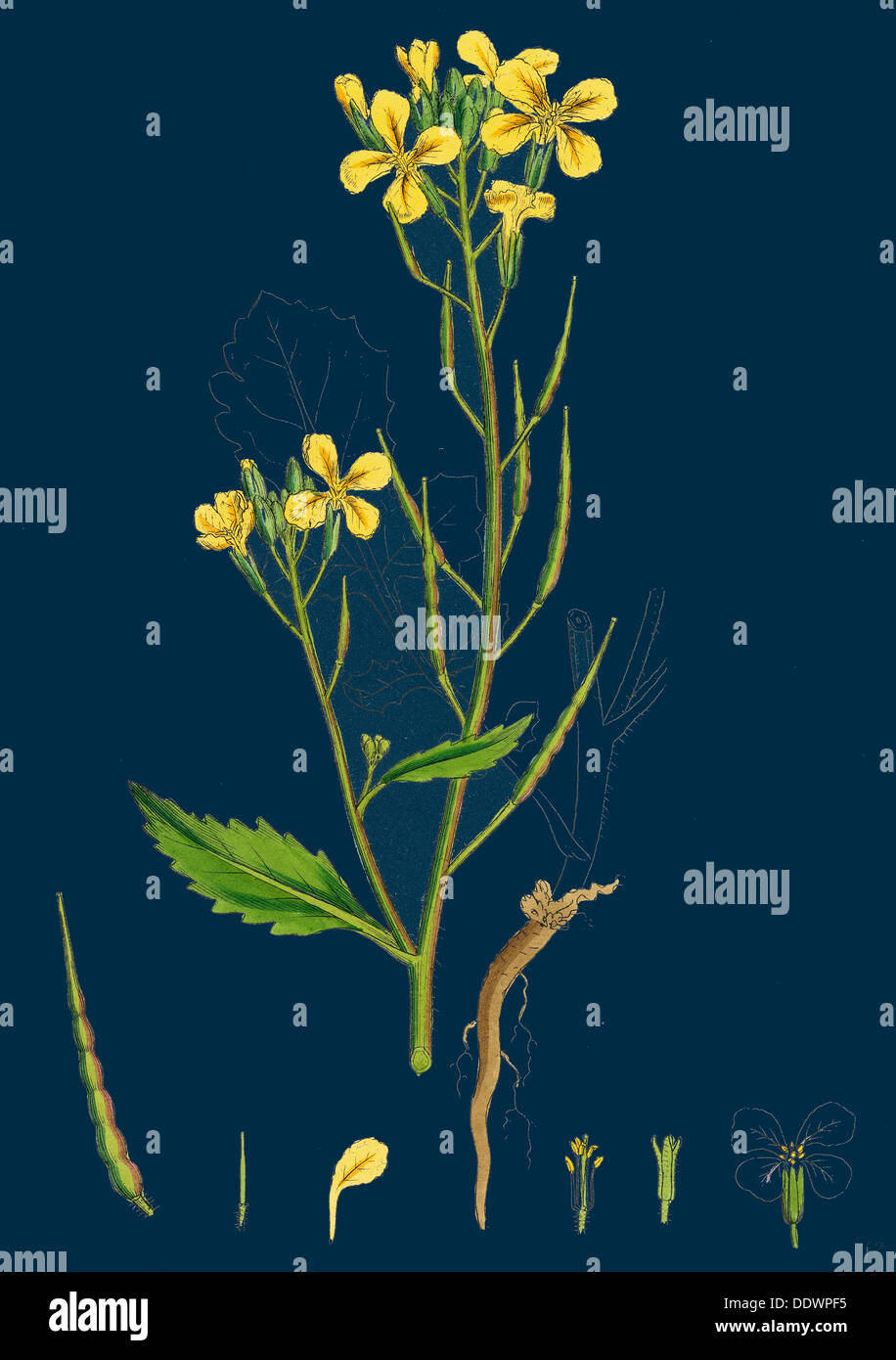 Raphanus Raphanistrum; Wild Radish Stock Photo - Alamy