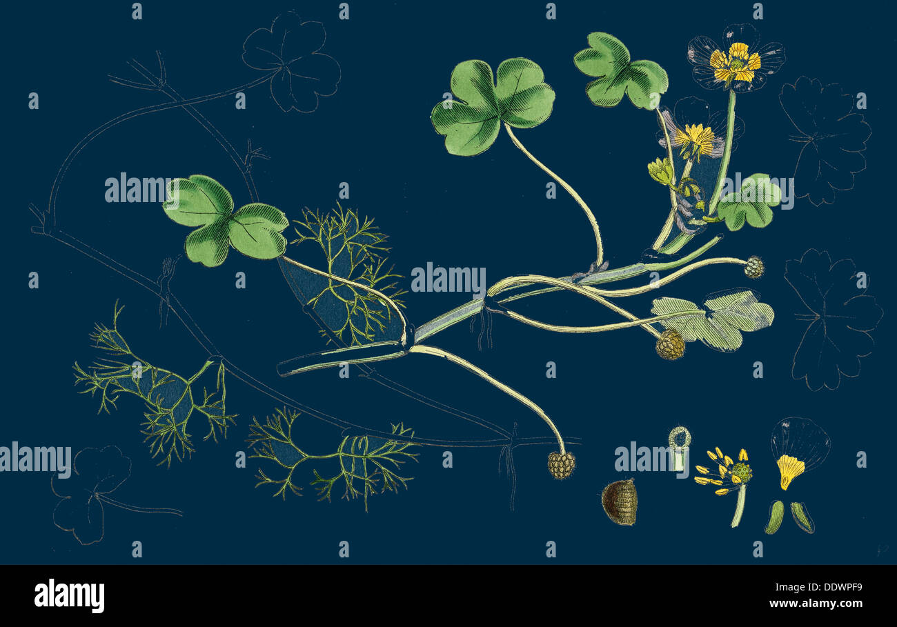 Ranunculus peltatus vulgaris; Common Water-crowfoot Stock Photo - Alamy