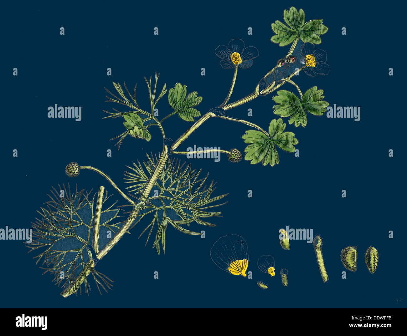 Floribundus hi-res stock photography and images - Alamy