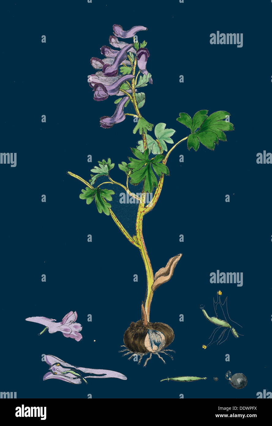 Botanical illustration fumitory hi-res stock photography and images - Alamy