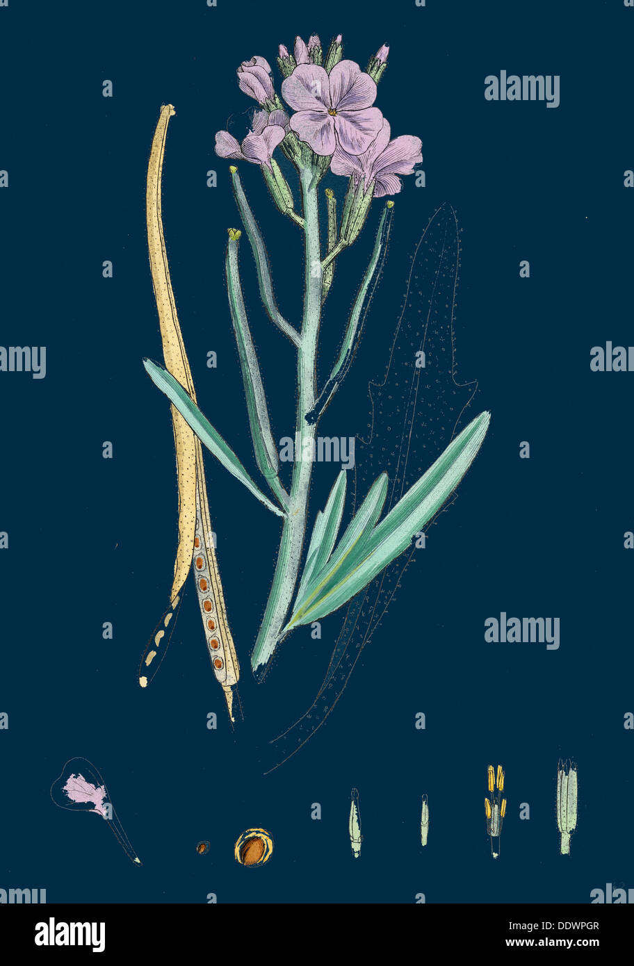 Sea stock matthiola sinuata hi-res stock photography and images - Alamy