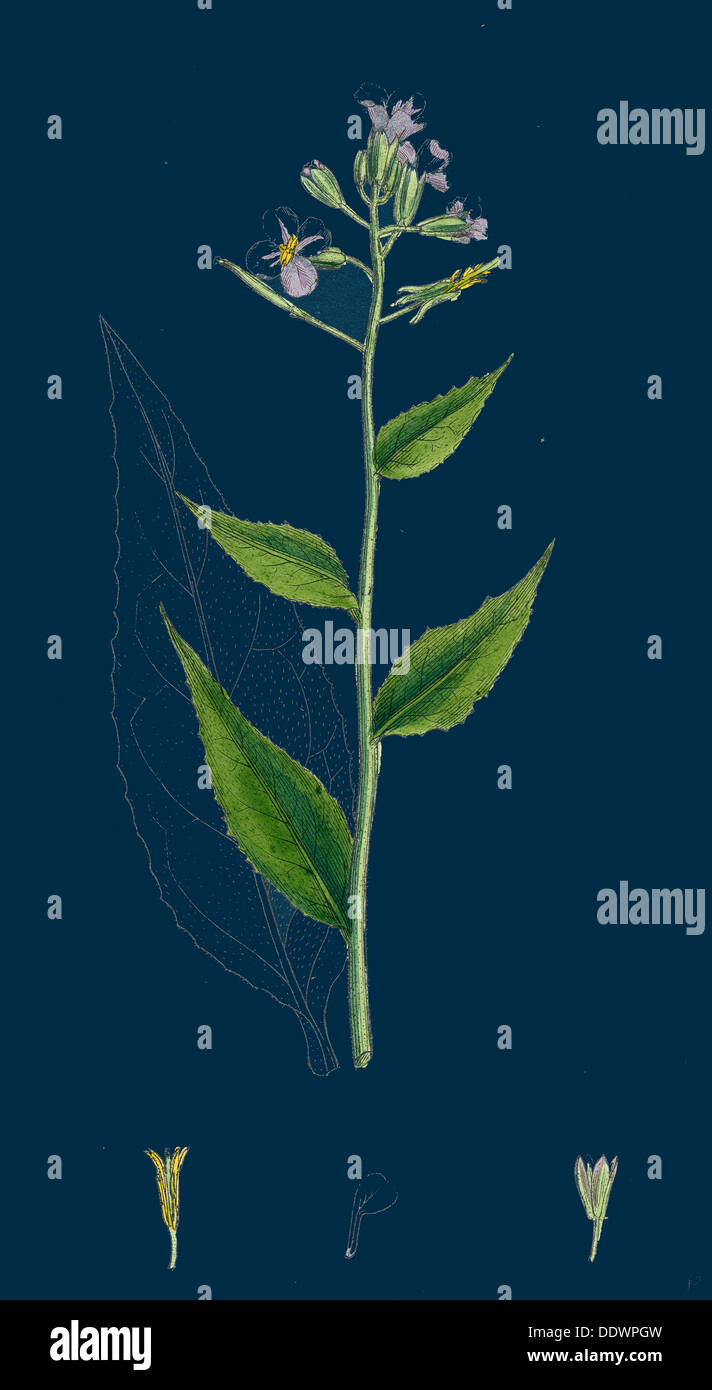 Hesperis matronalis; Dame's Rocket Stock Photo - Alamy