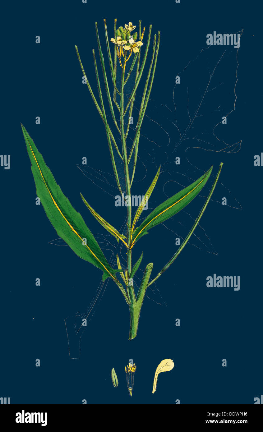 Sisymbrium Irio; London Rocket Stock Photo - Alamy