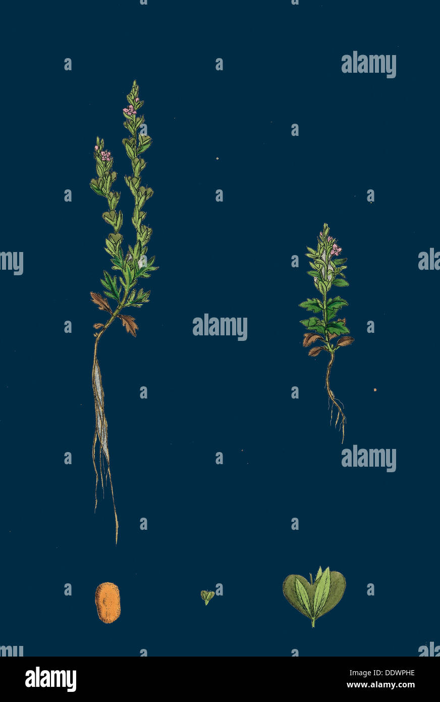 Veronica verna; Vernal Speedwell Stock Photo - Alamy