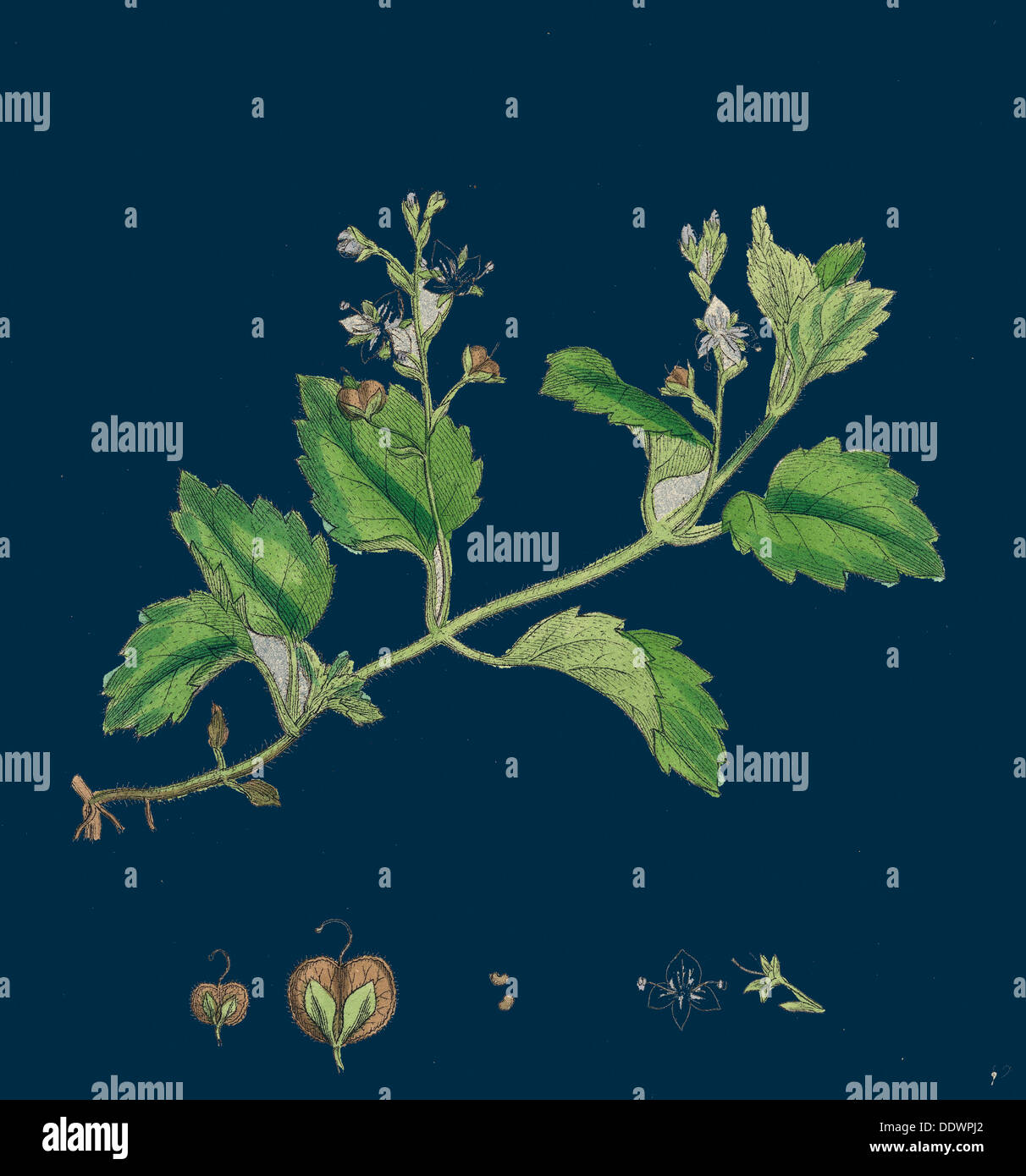 Veronica montana; Mountain Speedwell Stock Photo - Alamy