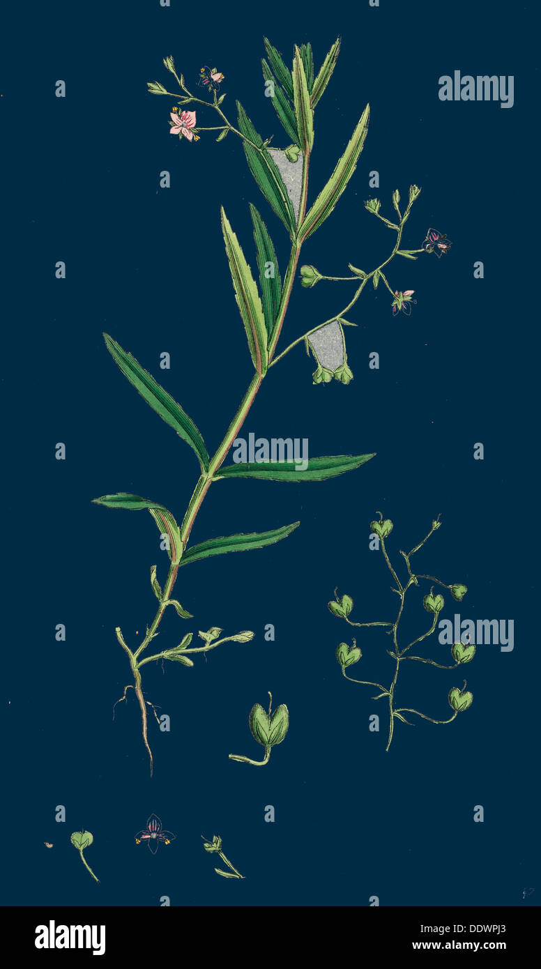 Veronica scutellata; Marsh Speedwell Stock Photo - Alamy