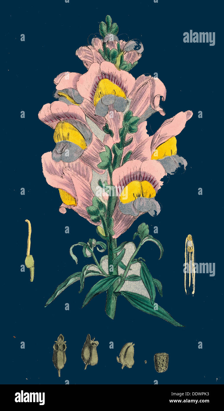 Antirrhinum majus; Common Snapdragon Stock Photo - Alamy
