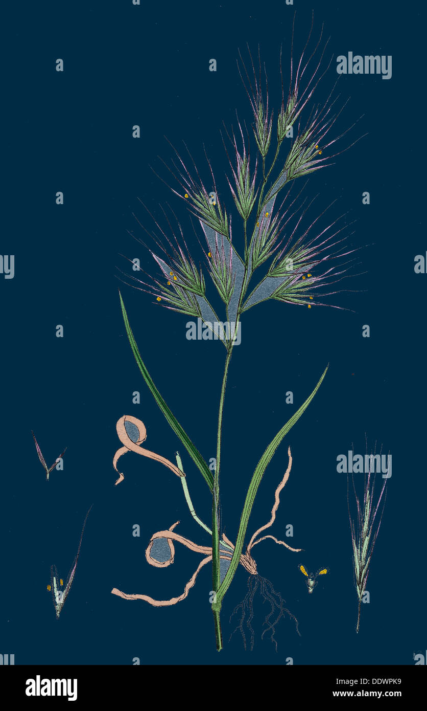 Upright annual brome grass hi-res stock photography and images - Alamy