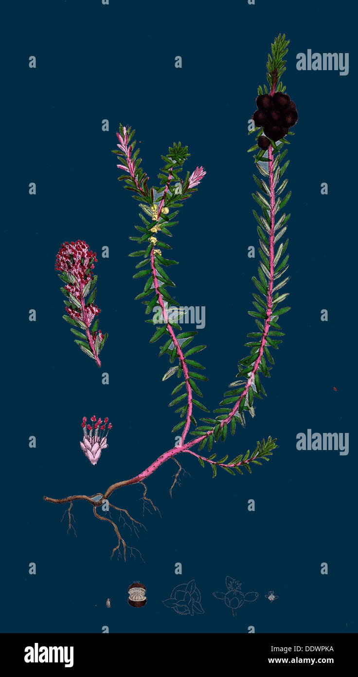 Empetrum nigrum; Crow-berry Stock Photo - Alamy