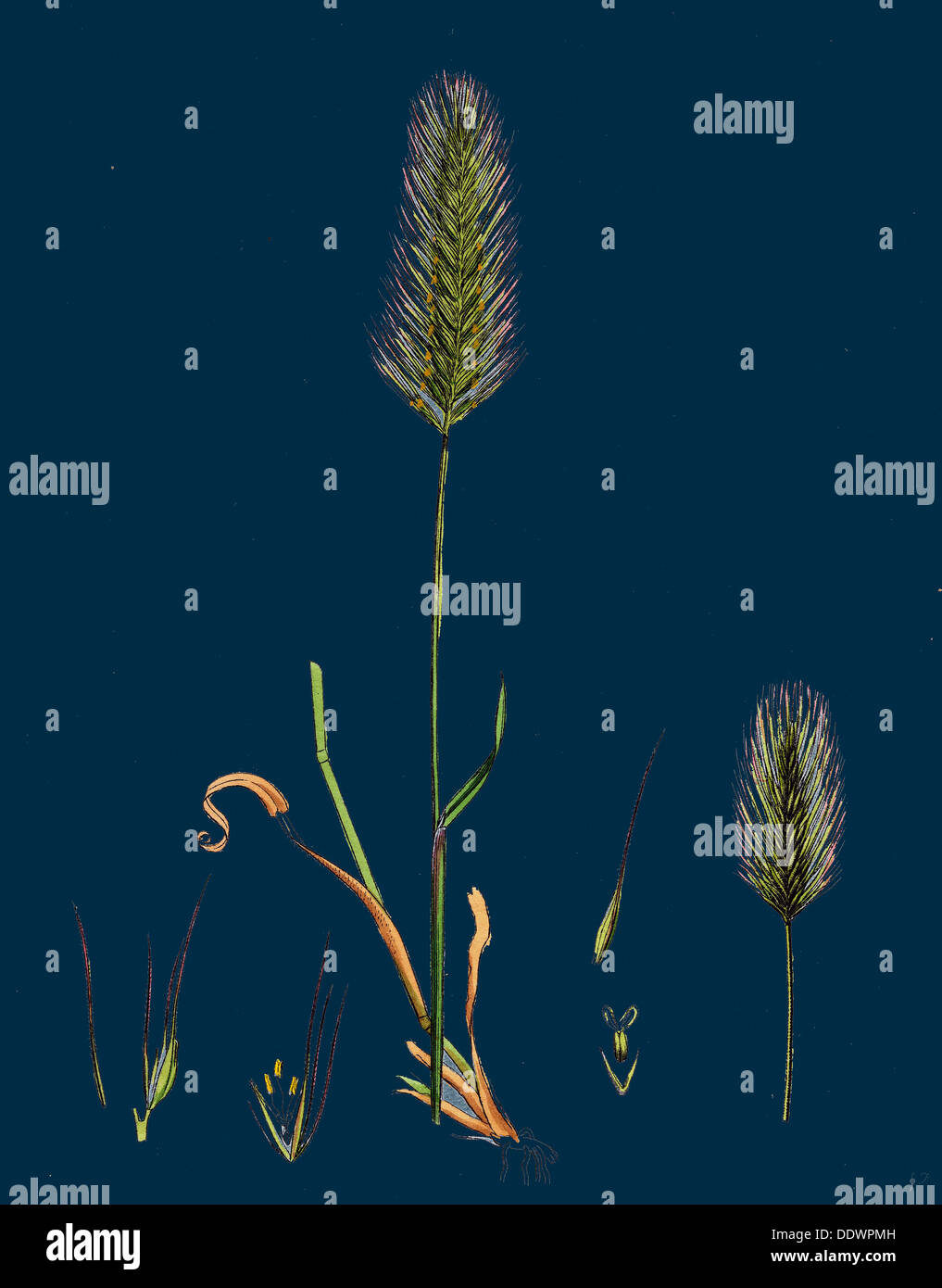 Hordeum maritimum; Sea Barley Stock Photo - Alamy