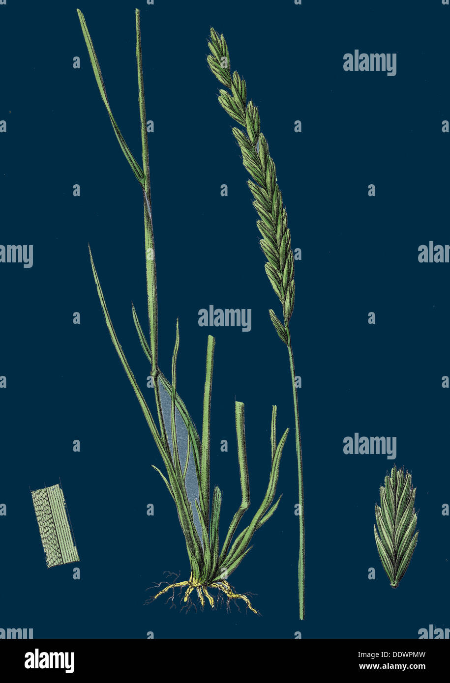 Triticum pungens; Erect Sea Couch-grass Stock Photo - Alamy