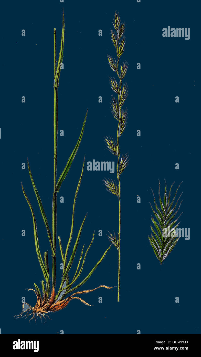 Lolium Italicum; Italian Rye-grass Stock Photo - Alamy