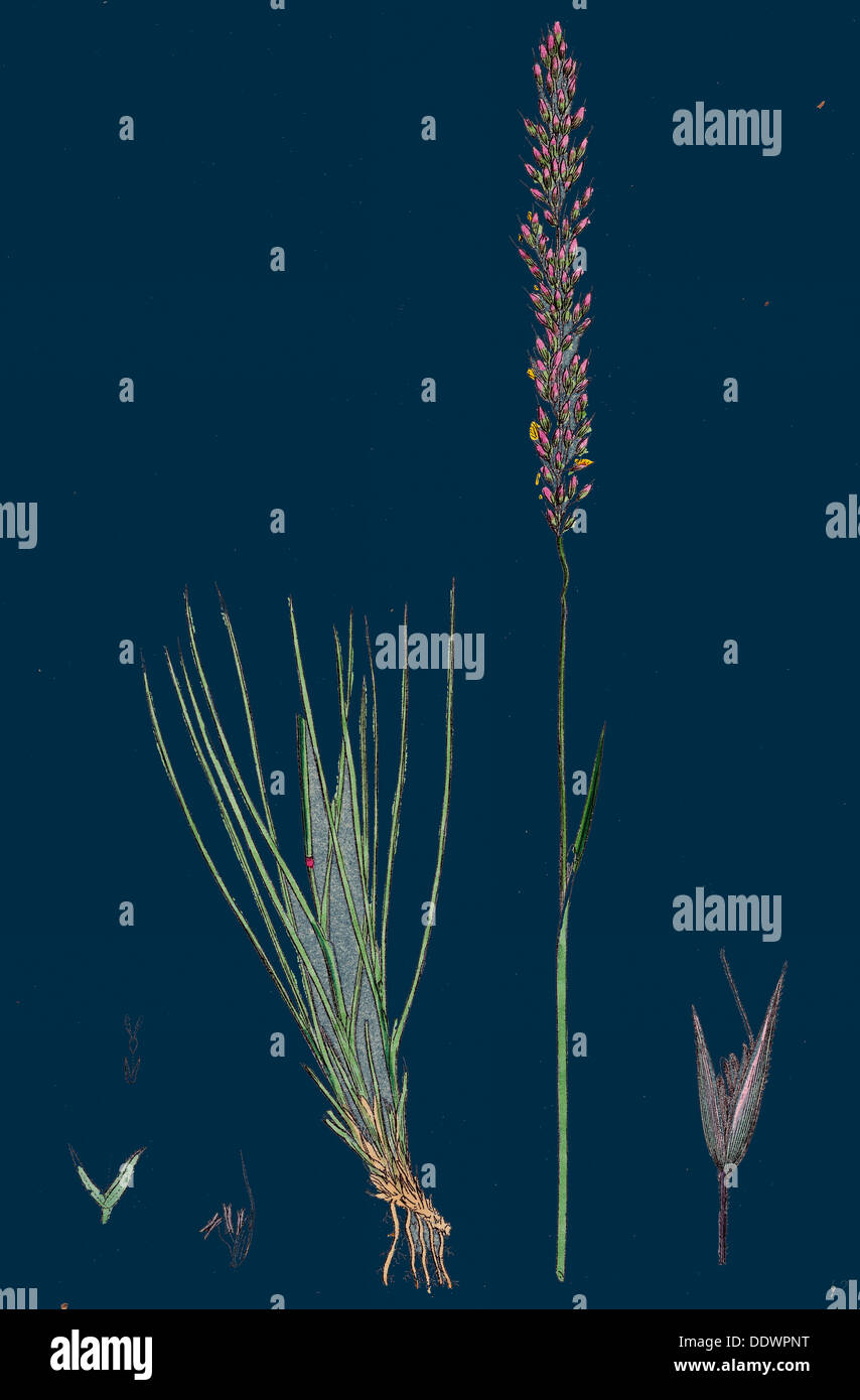 Bristle leaved bent grass hi-res stock photography and images - Alamy