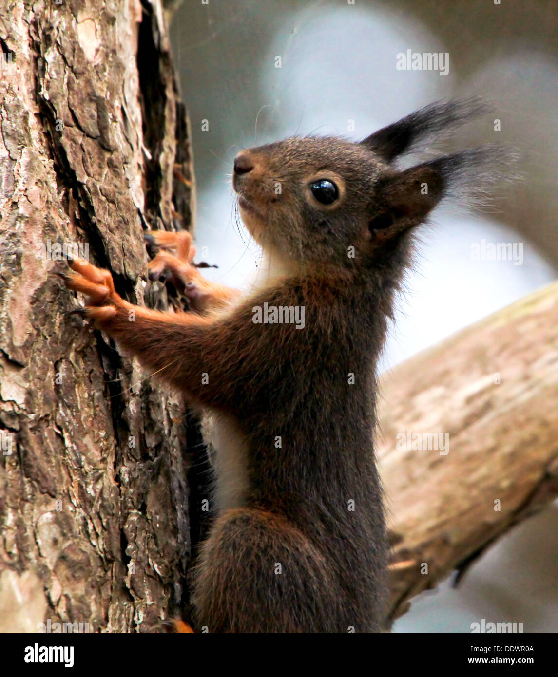 European Red squirrel (Sciurus vulgaris) up in a tree in various poses ...