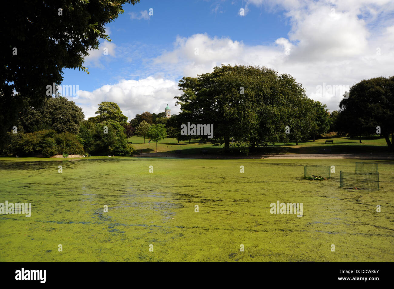 Green algae ponds hi-res stock photography and images - Alamy