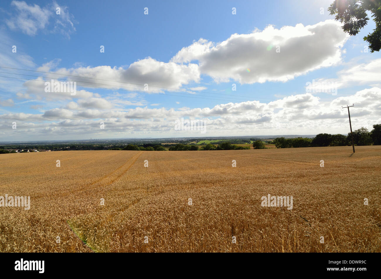Wheat field in England UK Stock Photo - Alamy