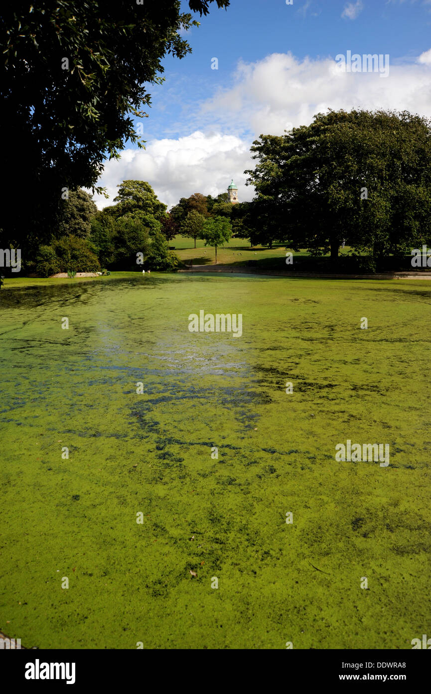 Green algae ponds hi-res stock photography and images - Alamy