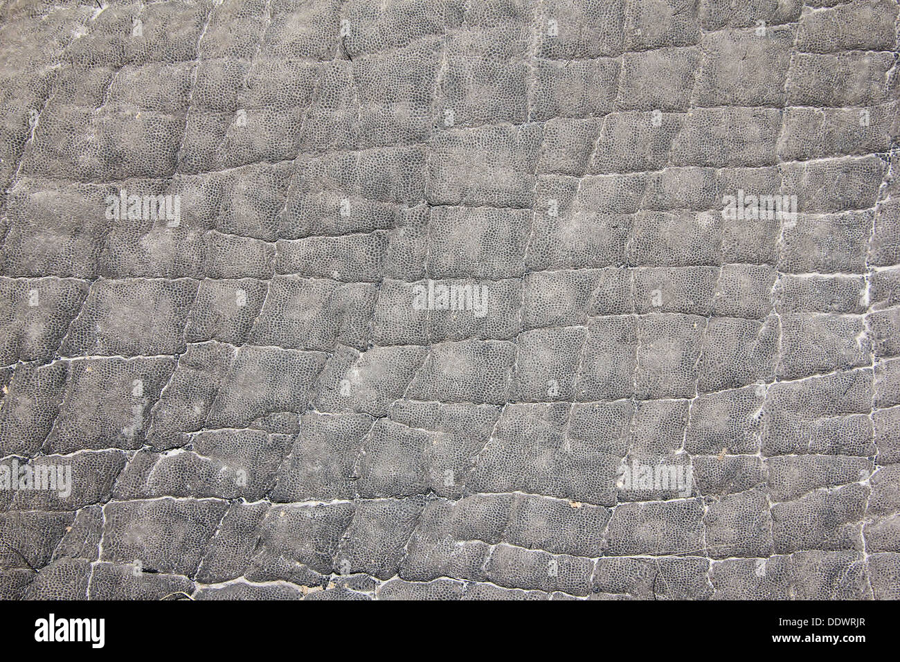 African elephant skin texture close up hi-res stock photography and ...