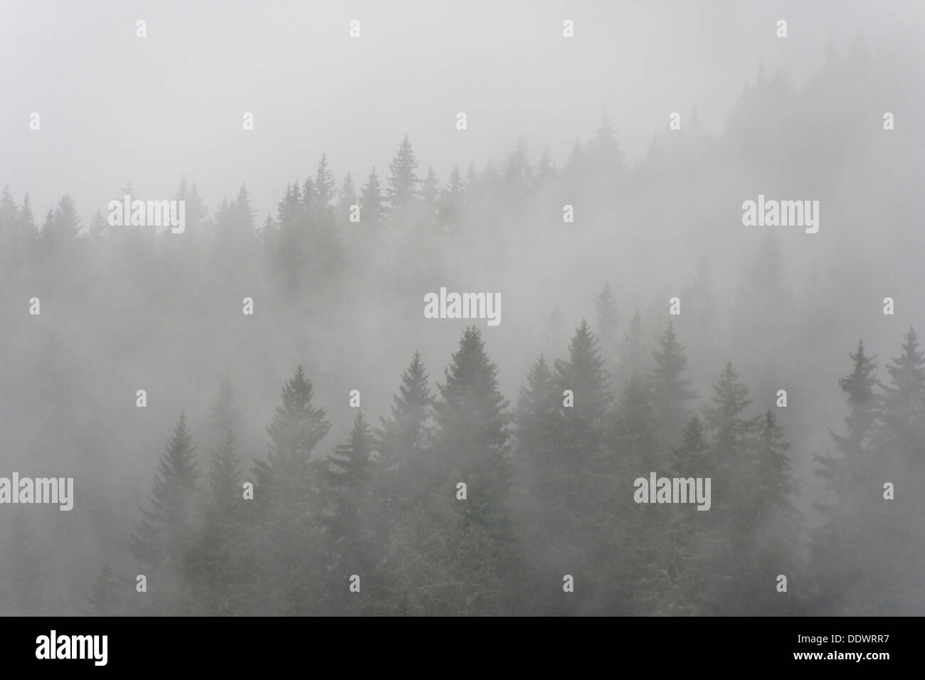 Pine forest on a mountain slope covered in dense fog Stock Photo - Alamy