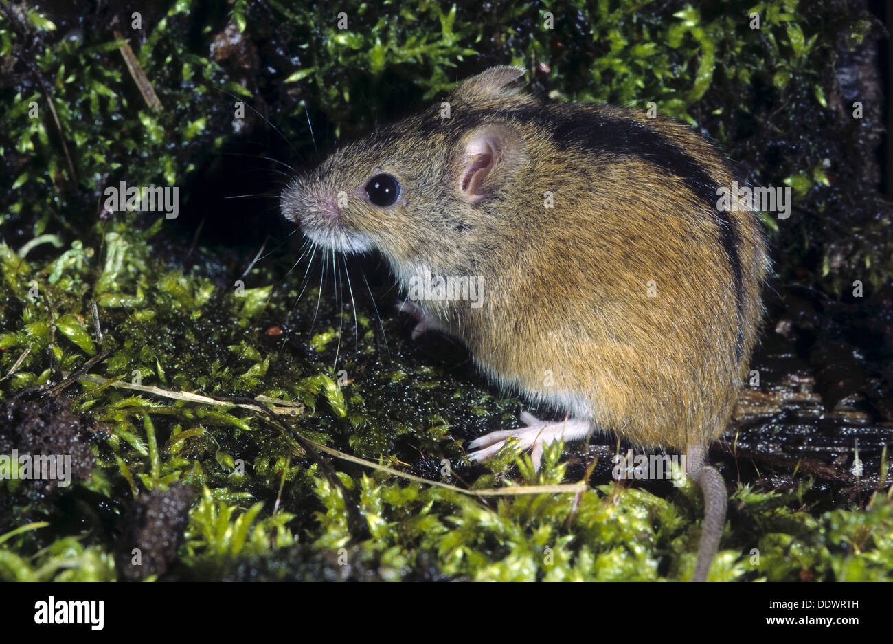 Old World field mouse, striped field mouse, Brandmaus, Brand-Maus, Maus ...