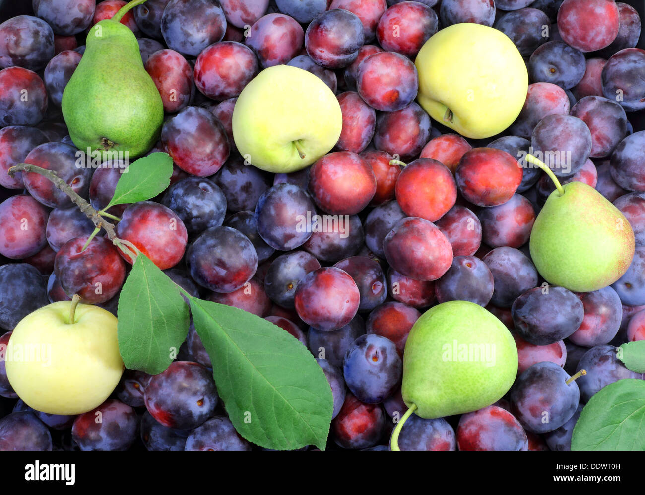 Apples trees fruits hi-res stock photography and images - Alamy