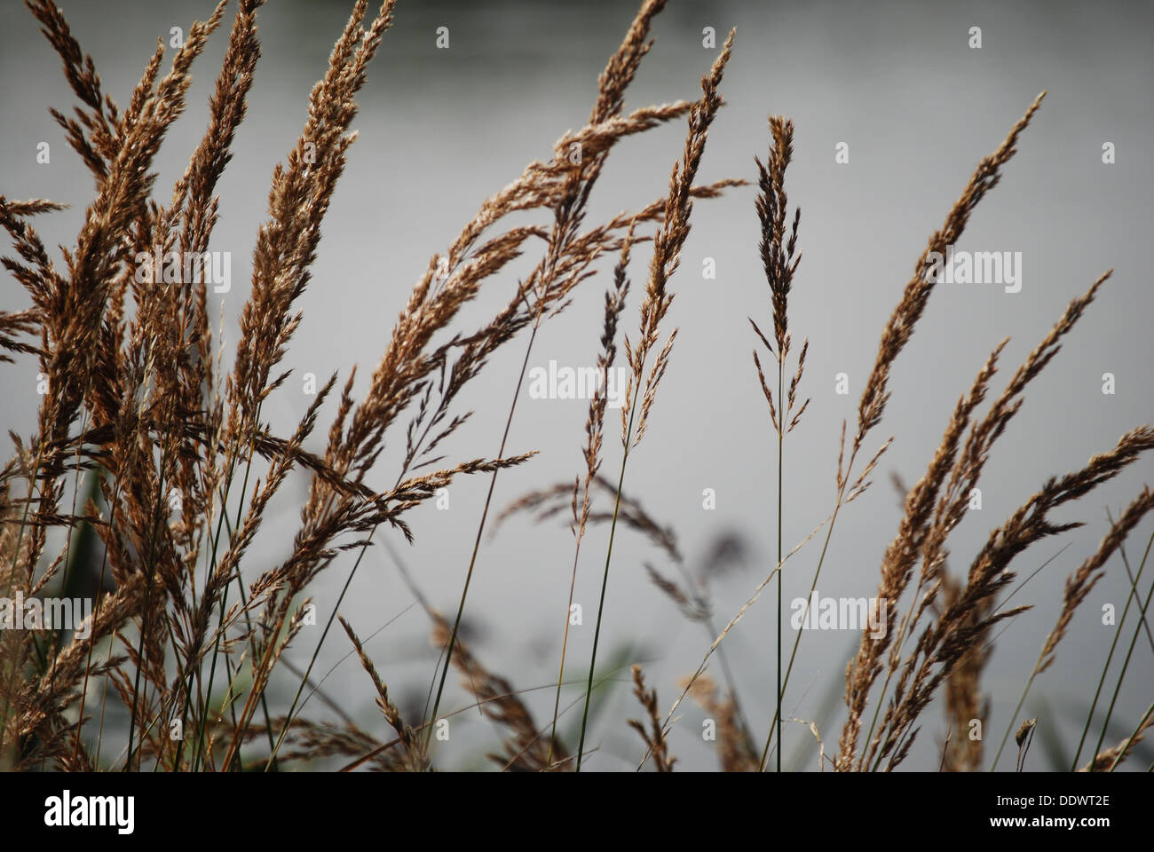 Grassland close hi-res stock photography and images - Alamy
