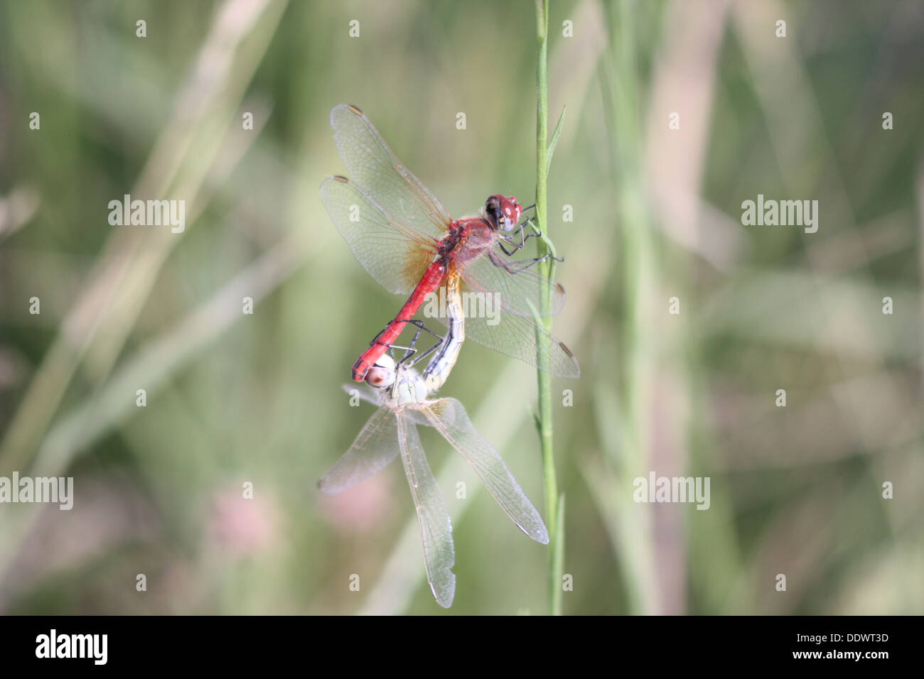 Dragonflies in the act of mating hi-res stock photography and images ...