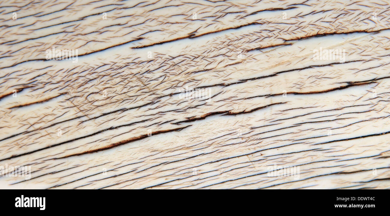 Close-up of African Elephant Ivory, depicting texture and background ...