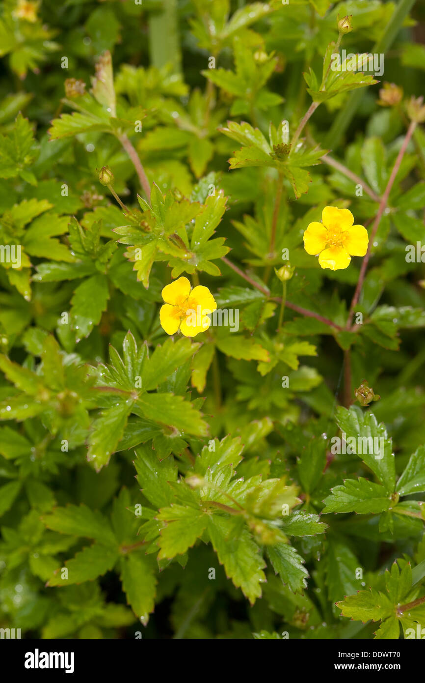 Blootroot, Shepherd`s Knot, Blutwurz, Blut-Wurz, Aufrechtes Fingerkraut ...