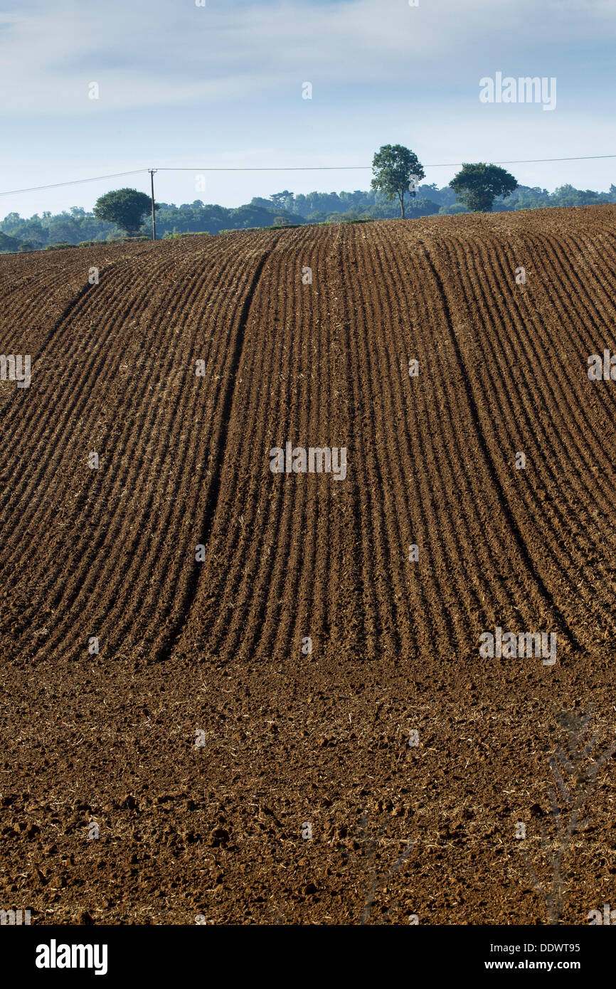 Northamptonshire 8th September 2013. Near Sywell. As frost lays in the ...