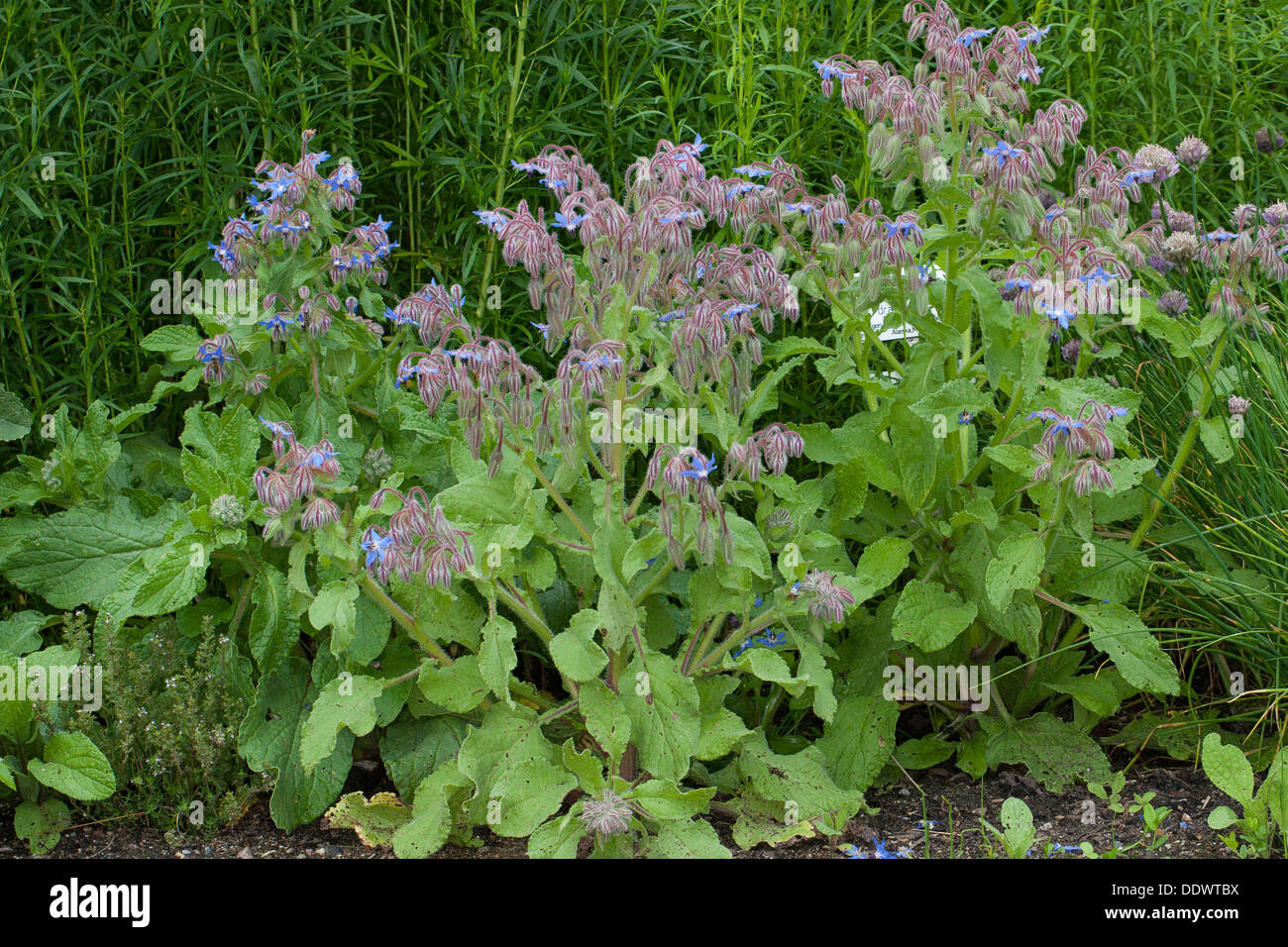 Borage, starflower, Borretsch, Gurkenkraut, Kukumerkraut, Boretsch ...