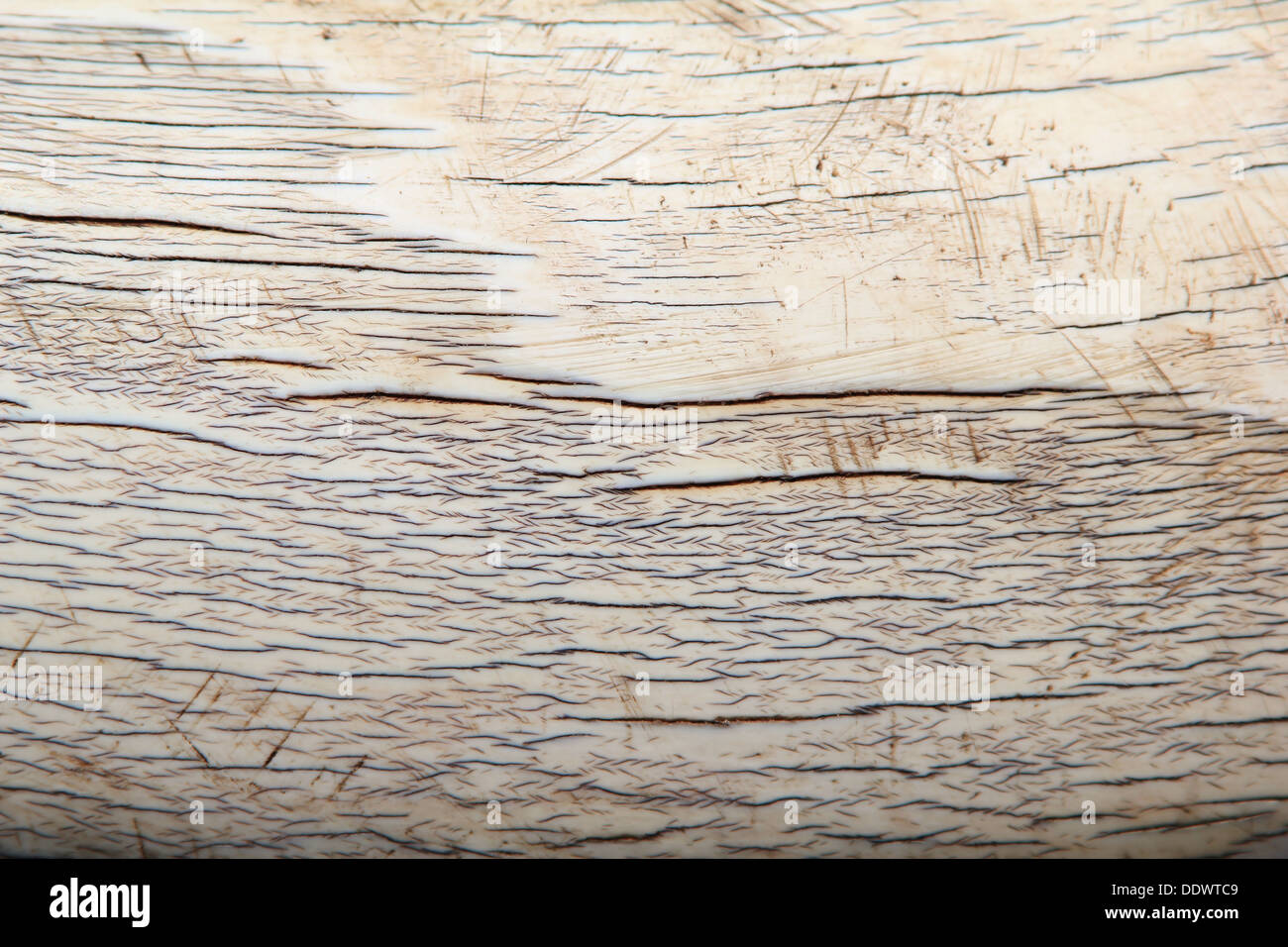 Close-up of African Elephant Ivory, depicting texture and background ...