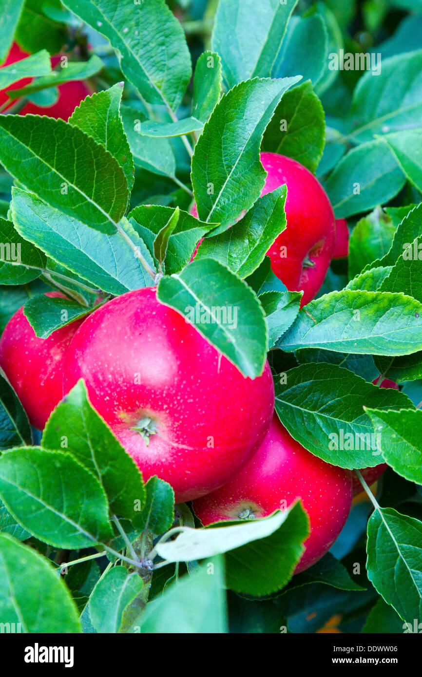 Discovery apples hi-res stock photography and images - Alamy